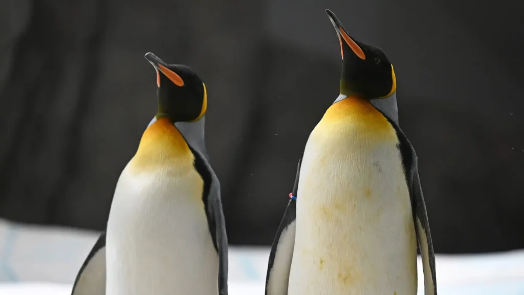 PENGU's Luca Netz Reveals Web3 Revenue Streams and Touts NFT Comeback ...